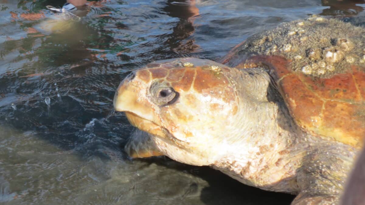 Fripp Island Loggerhead Sea Turtles