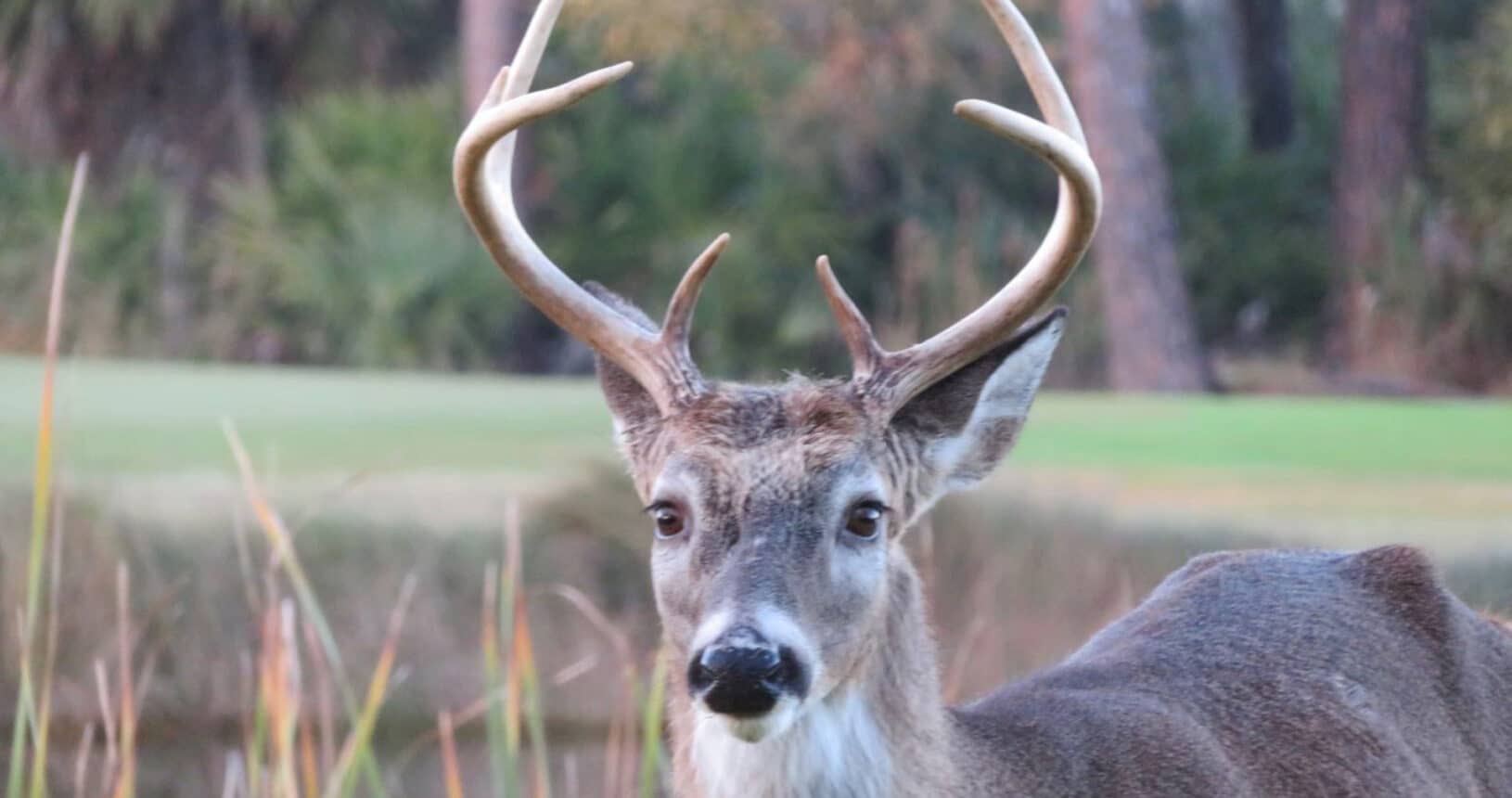 Deer - Fripp Island Stay