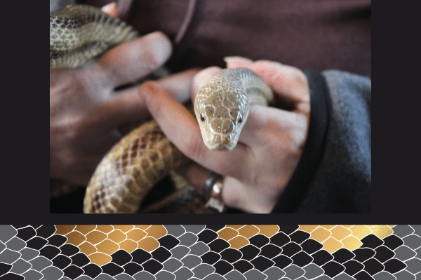 Snake Weekend - Fripp Island Stay