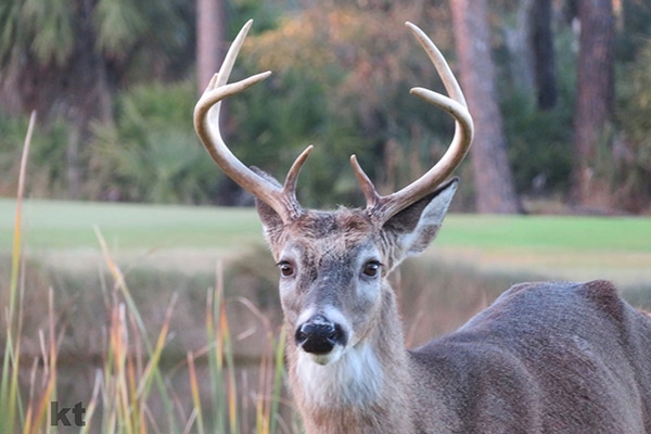Fripp Island Deer Wildlife